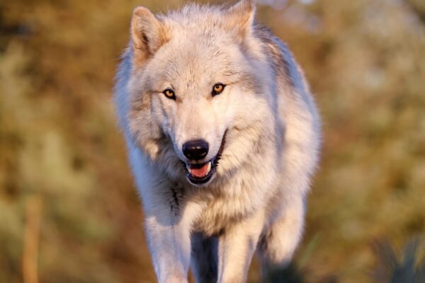 Predator Experience Cumbria | Best Wolf Experiences in the UK