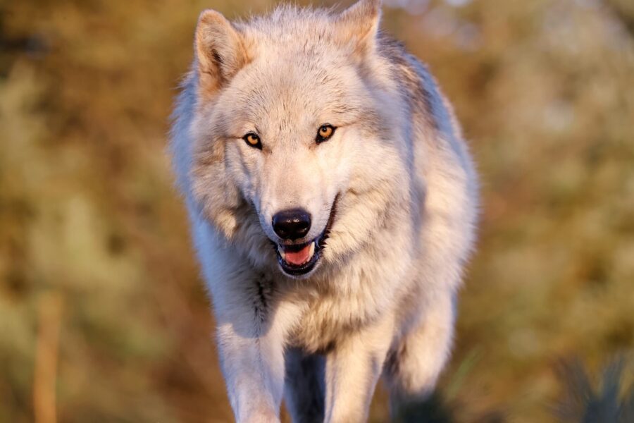 Predator Experience Cumbria | Best Wolf Experiences in the UK