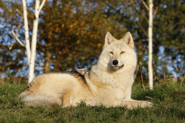Image Gallery | Predator Park | Predator Experience Cumbria