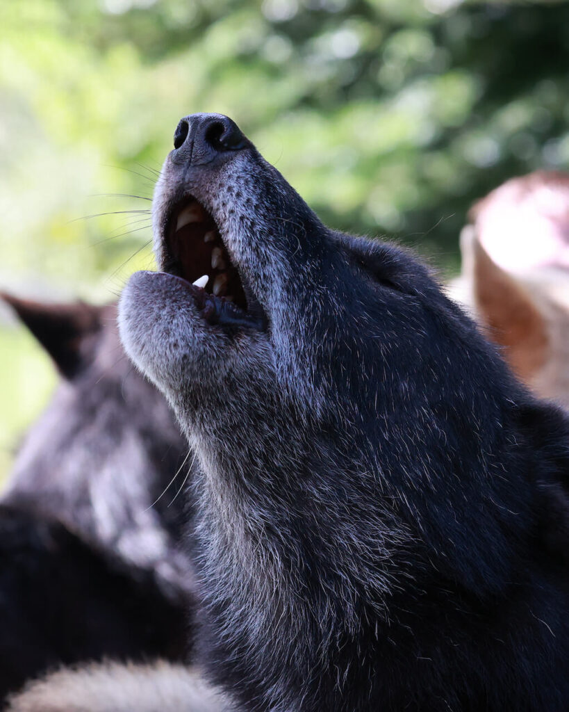 Predator Experience Cumbria | Best Wolf Experiences in the UK