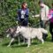 Book Your Walking with Wolves Animal Experience Online