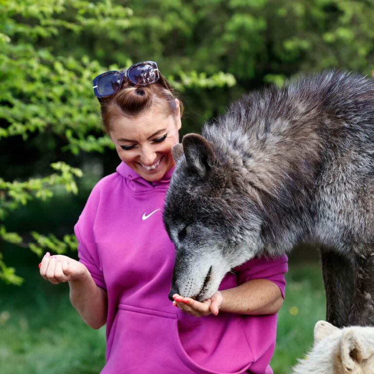 Book Your Walking with Wolves Animal Experience Online
